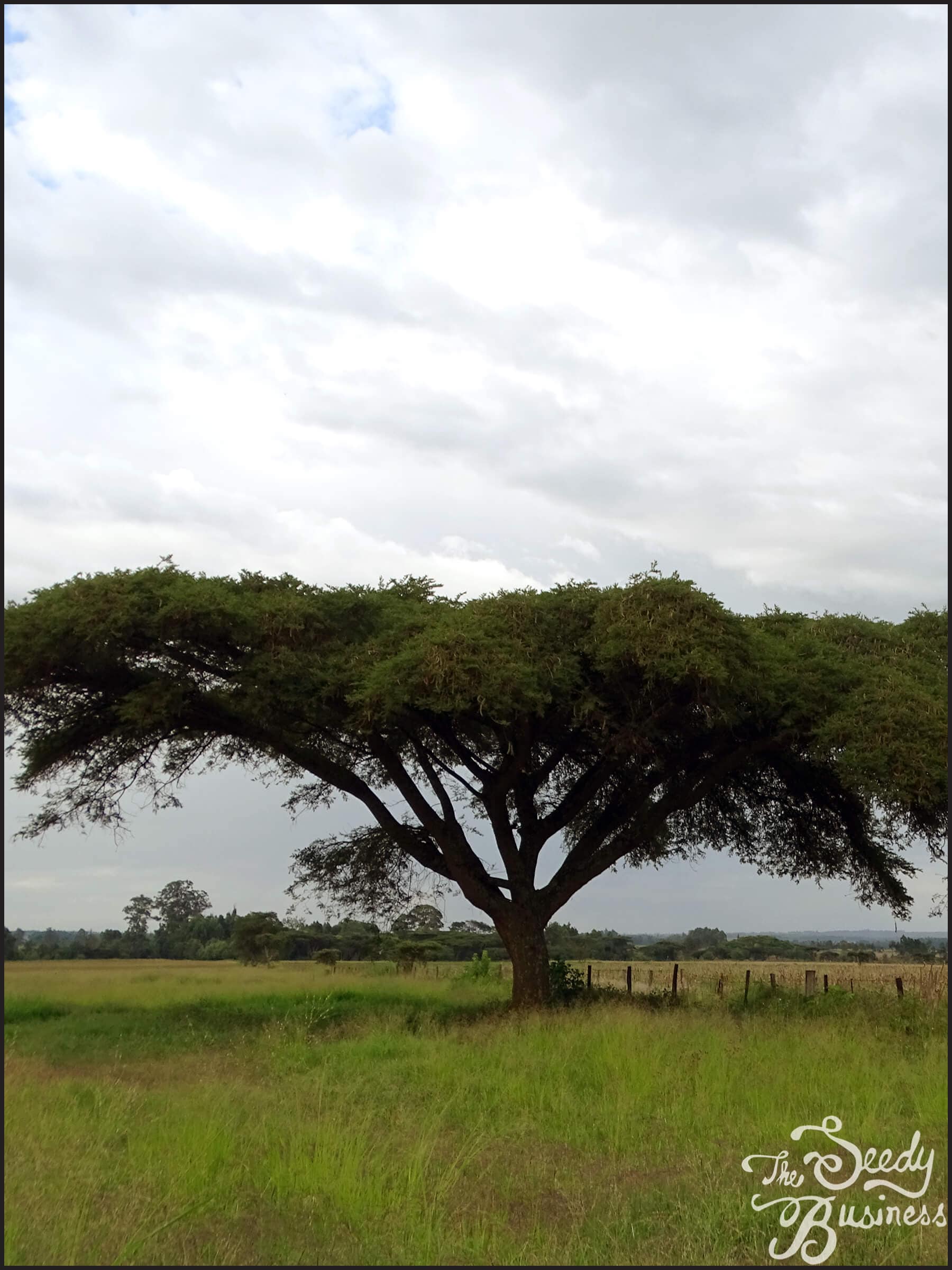 Vachellia (acacia) Sieberiana - Paperbark Acacia - 10, 25 or 100 Seeds ...