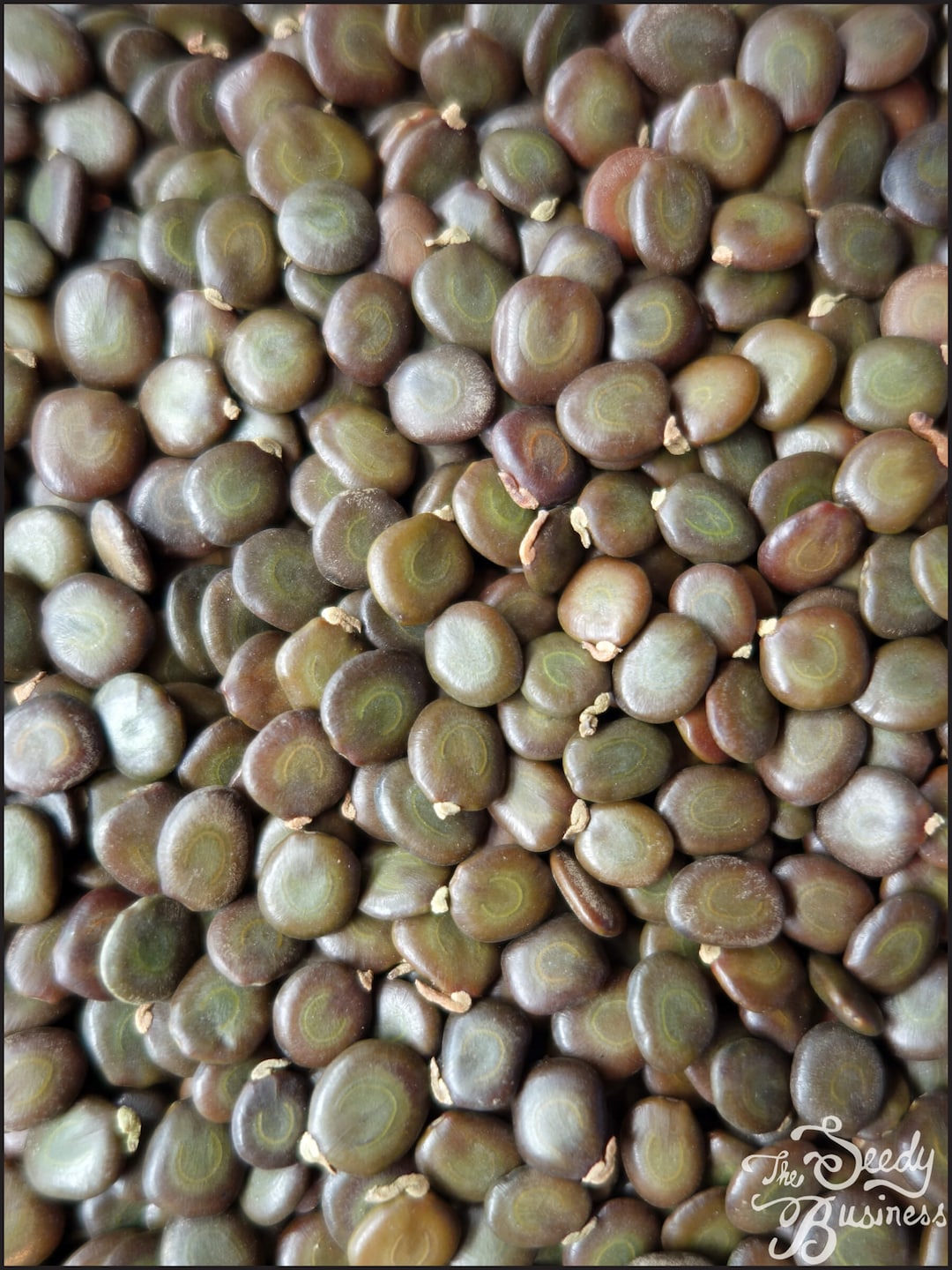 Acacia (senegalia) Polyacantha - White Thorn Tree - 20 or 100 Seeds for ...