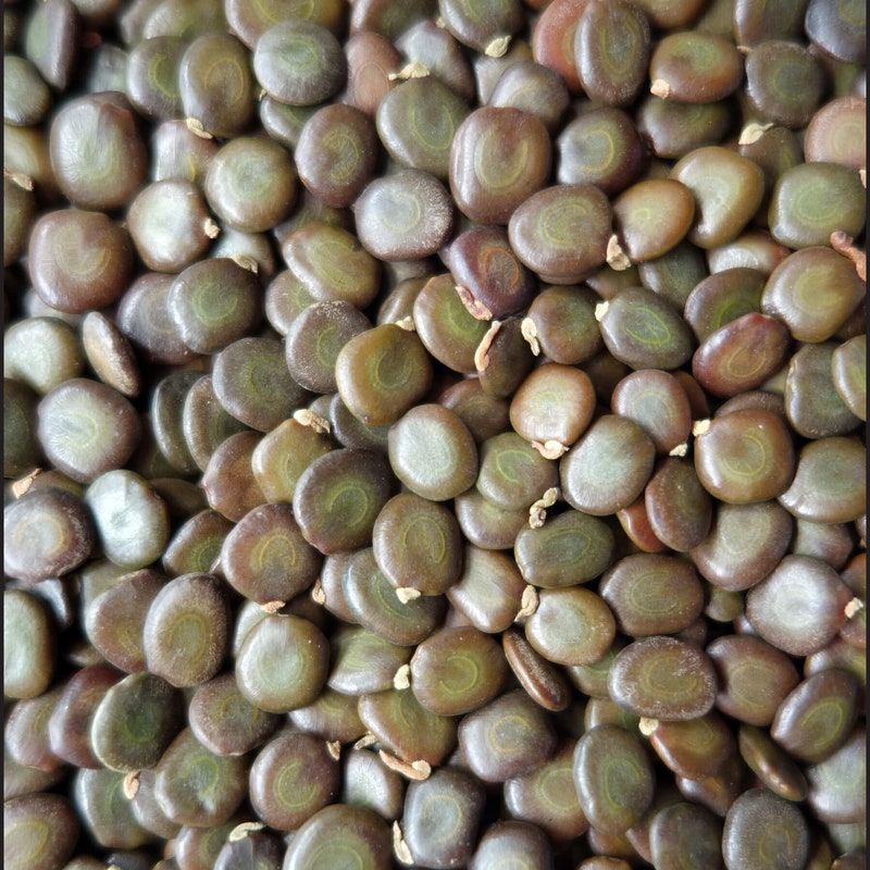 Rare Exotic Seeds - Etsy