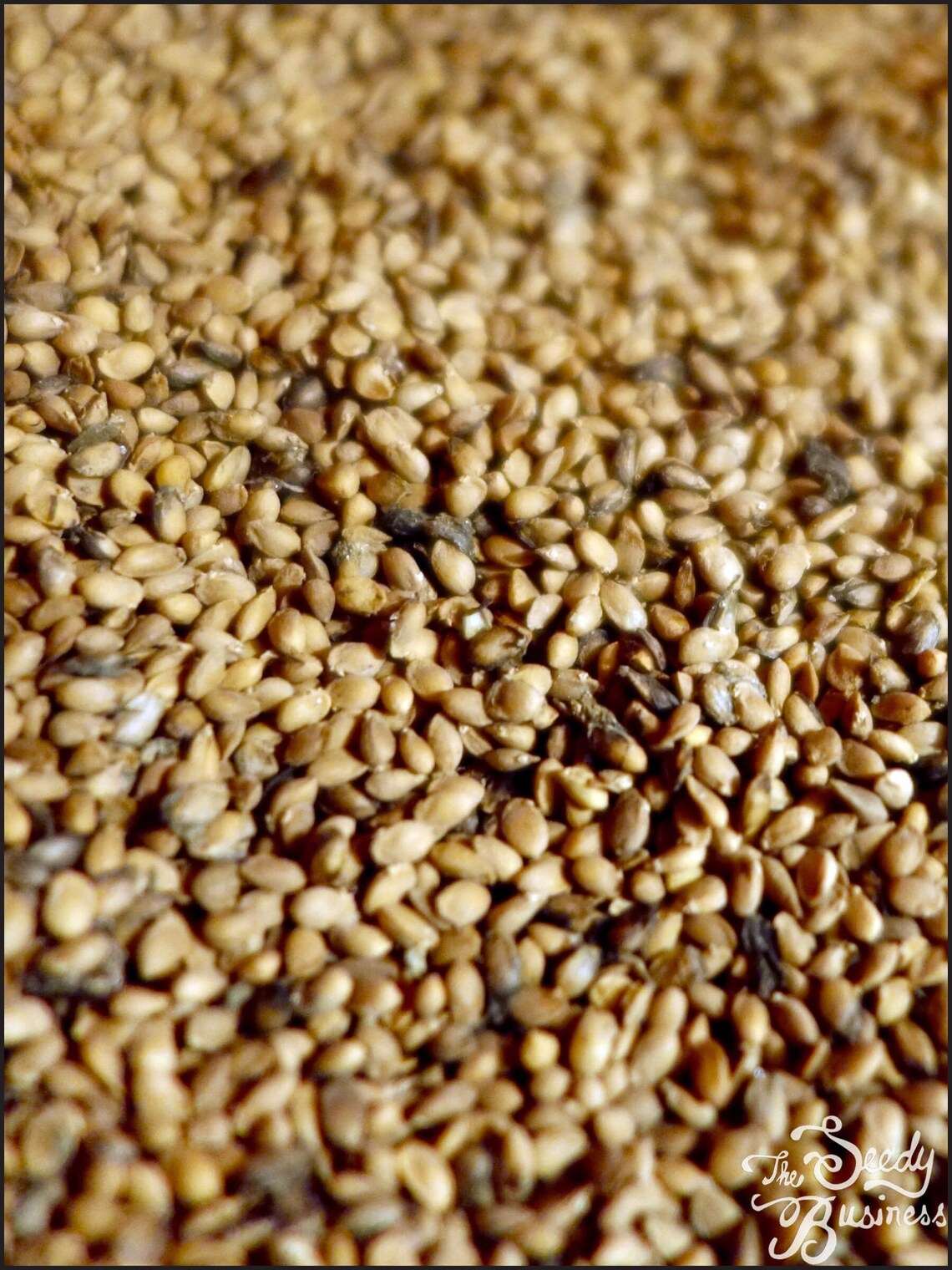 Milicia Excelsa African Iroko Tree Mvule 20 or 100 Seeds - Etsy UK