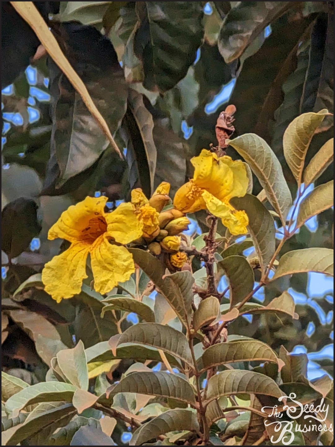 Markhamia Lutea - 20, 100, or 500 Seeds - Nile Tulip, Trumpet Tree ...