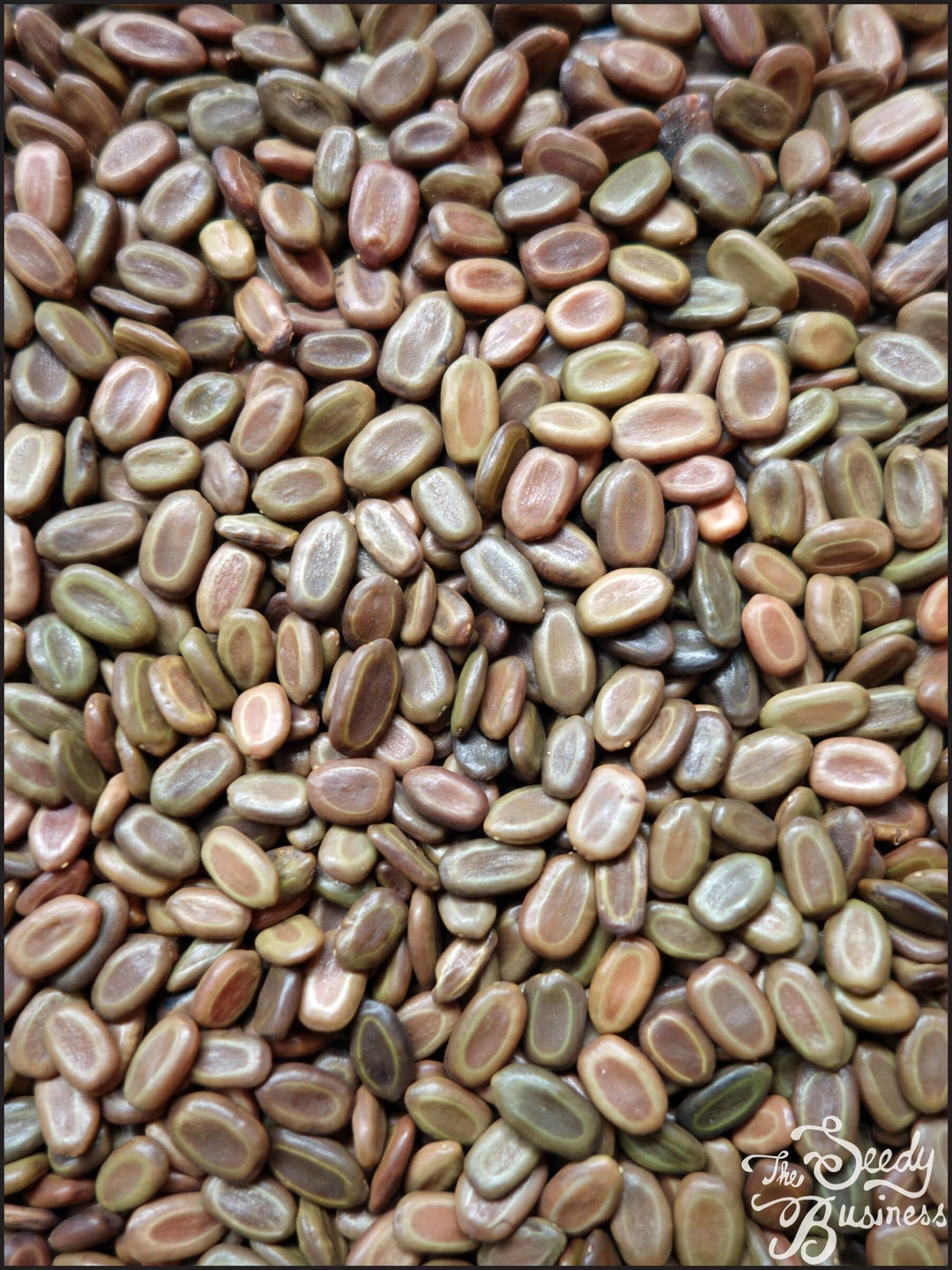 Vachellia (acacia) Seyal - Red Acacia - 20 or 100 Seeds for Planting - Etsy