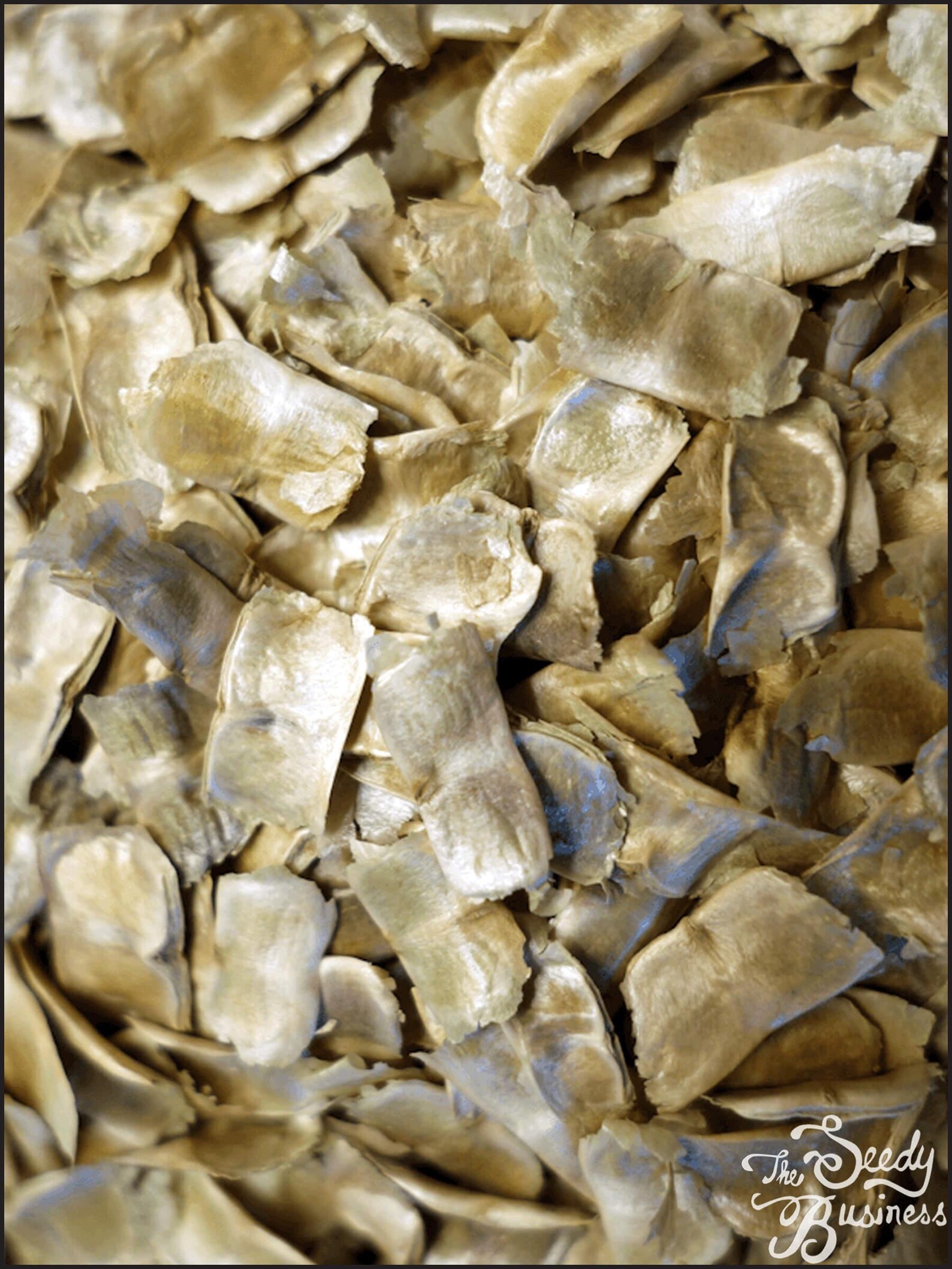 Markhamia Lutea - 20, 100, or 500 Seeds - Nile Tulip, Trumpet Tree ...