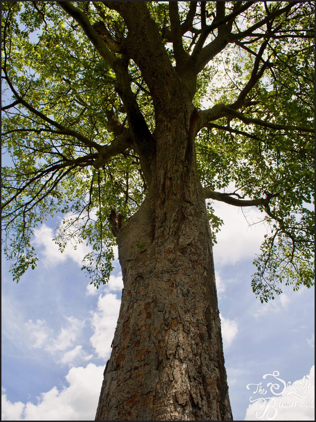 Milicia Excelsa African Iroko Tree, Mvule 20 or 100 Seeds for Planting ...