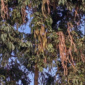 Markhamia Lutea - 20, 100, or 500 Seeds - Nile Tulip, Trumpet Tree ...