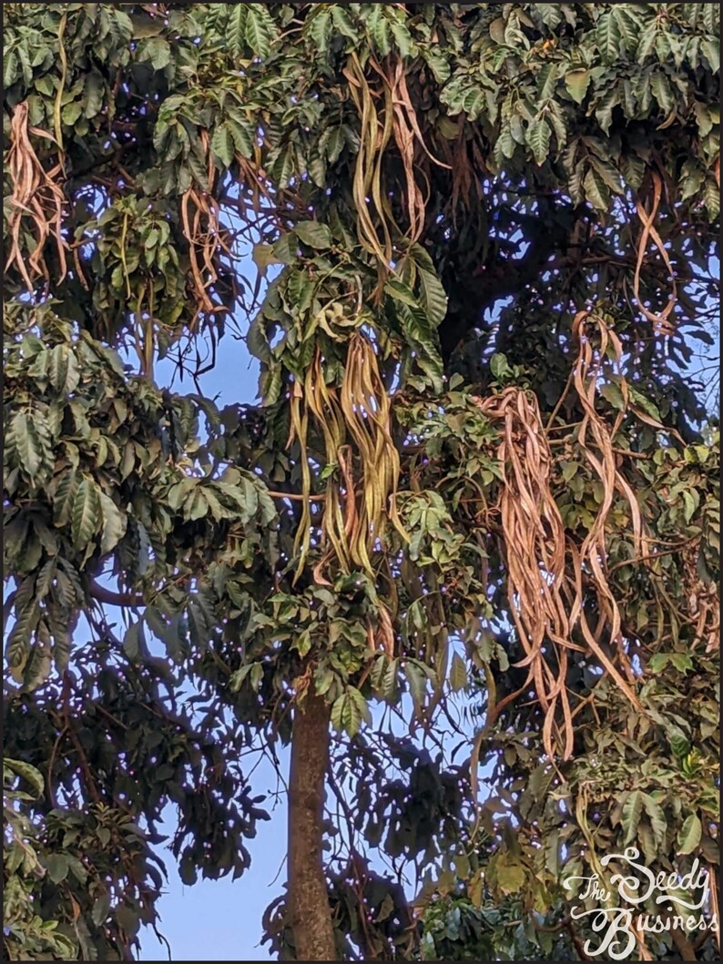 Markhamia Lutea - 20, 100, or 500 Seeds - Nile Tulip, Trumpet Tree ...