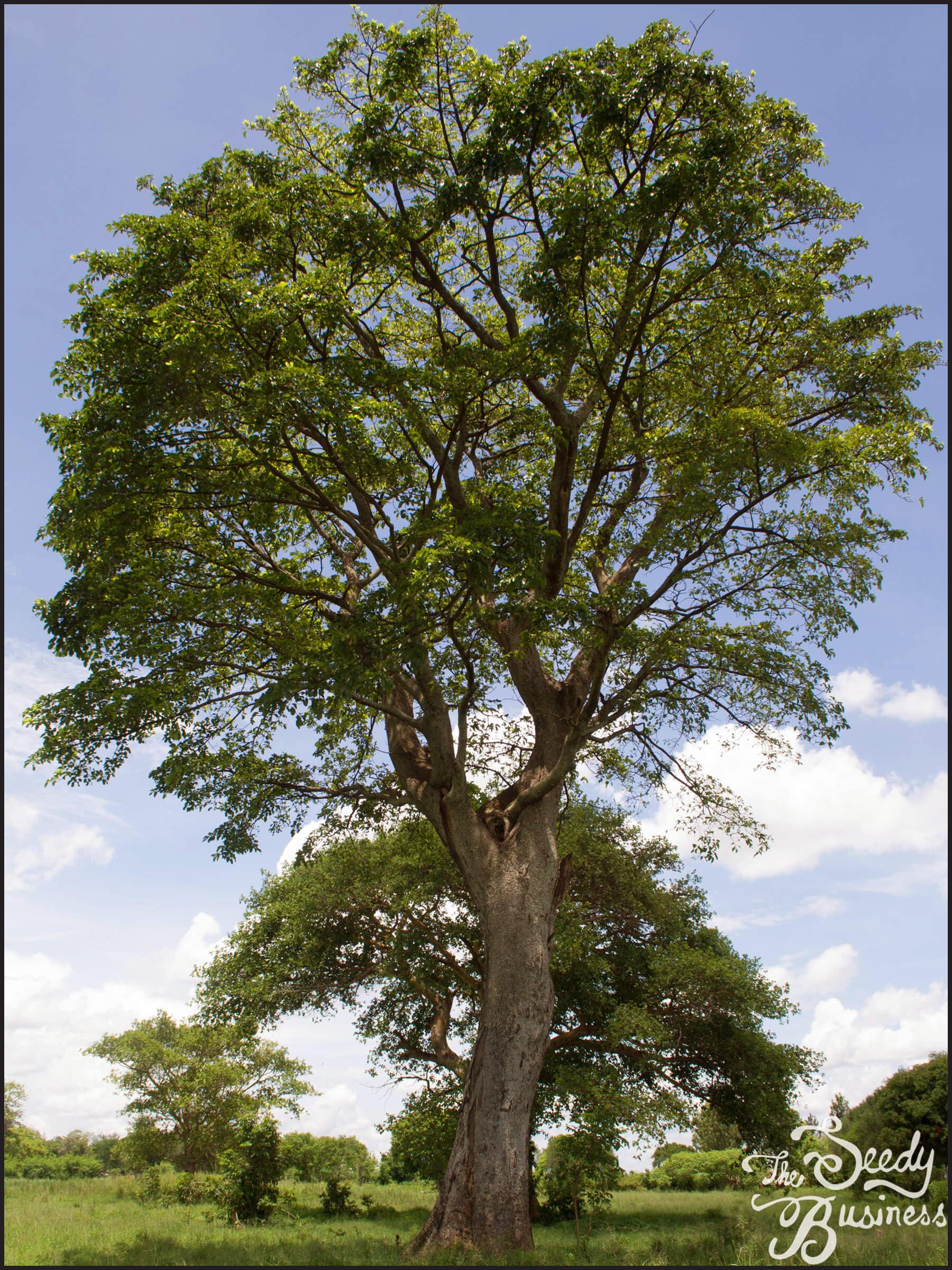 Milicia Excelsa African Iroko Tree Mvule 20 or 100 Seeds - Etsy UK