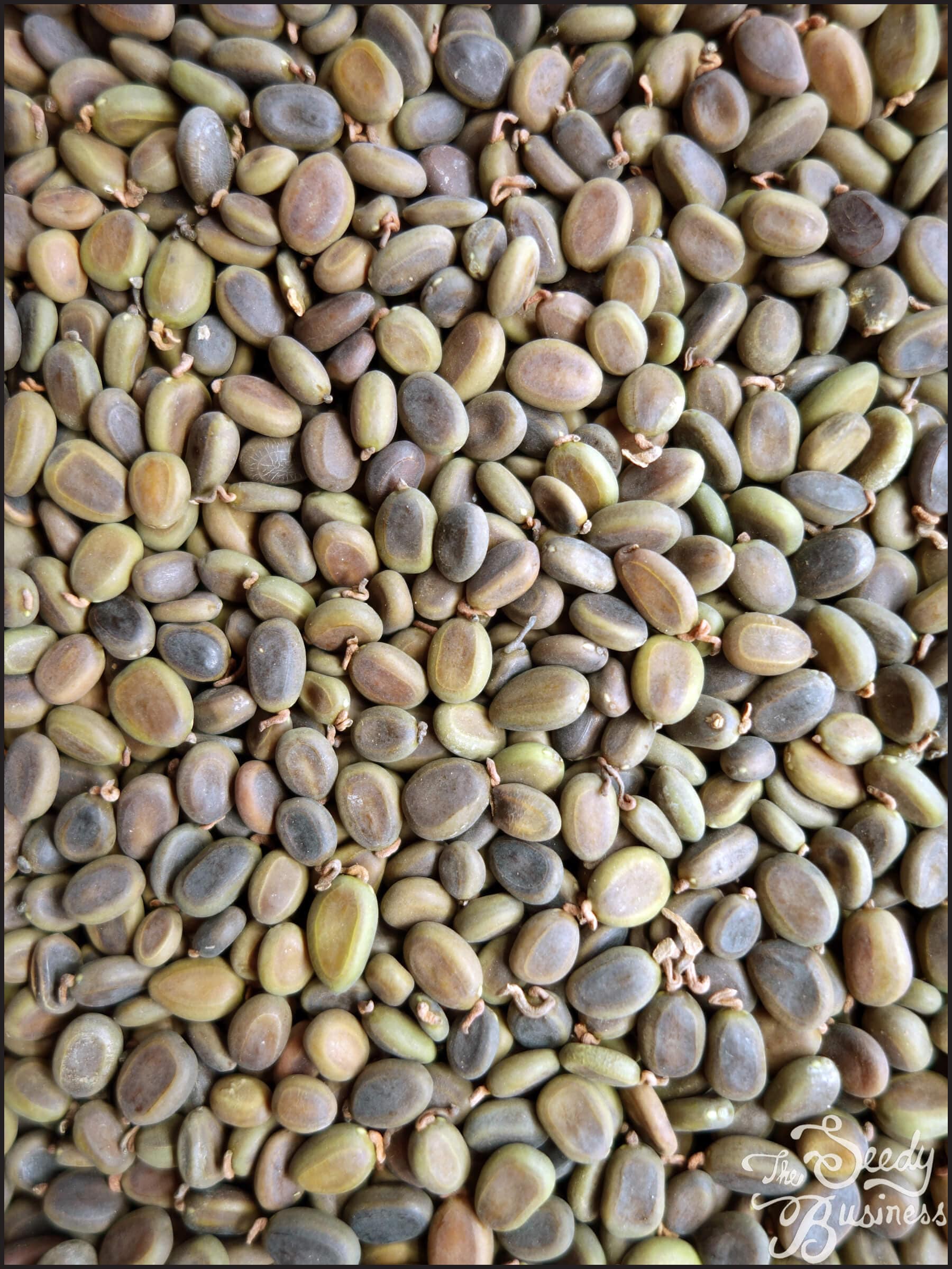 Vachellia (acacia) Abyssinica - Flat Top Acacia - 15 or 100 Seeds for ...