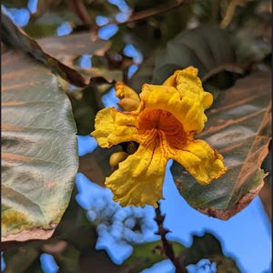 Markhamia Lutea - 20, 100, or 500 Seeds - Nile Tulip, Trumpet Tree ...