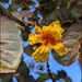 Markhamia Lutea - 20, 100, or 500 Seeds - Nile Tulip, Trumpet Tree ...