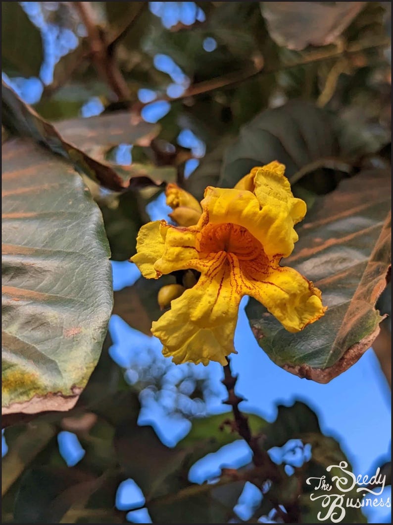 Markhamia Lutea - 20, 100, or 500 Seeds - Nile Tulip, Trumpet Tree ...