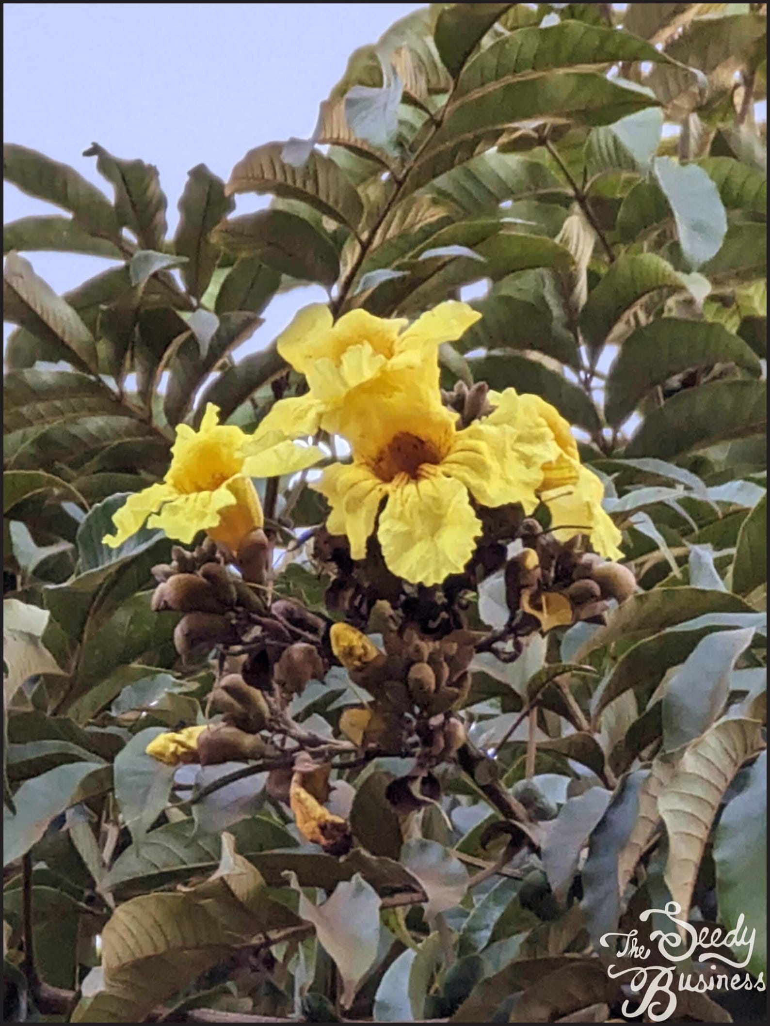 Markhamia Lutea - 20, 100, or 500 Seeds - Nile Tulip, Trumpet Tree ...