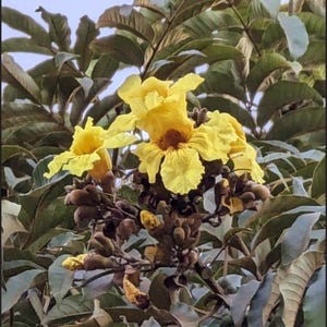 Markhamia Lutea - 20, 100, or 500 Seeds - Nile Tulip, Trumpet Tree ...