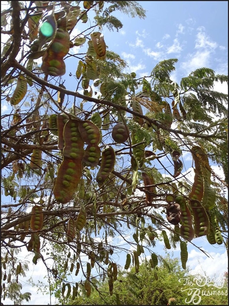 Entada Abyssinica - 10 or 25 Seeds for Planting - Tropical African Tree ...
