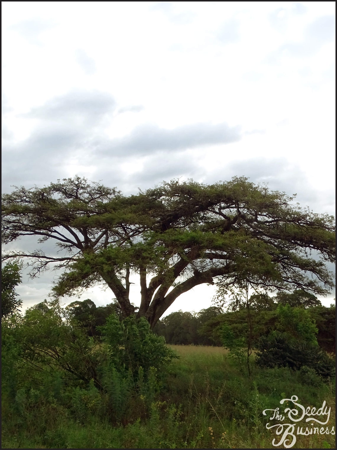 Vachellia (acacia) Sieberiana - Paperbark Acacia - 10, 25 or 100 Seeds ...