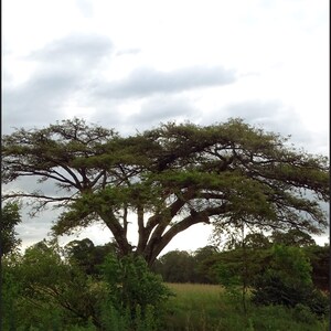 Vachellia (acacia) Sieberiana - Paperbark Acacia - 10, 25 or 100 Seeds ...