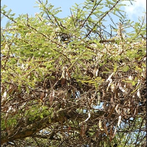 Vachellia (acacia) Abyssinica - Flat Top Acacia - 15 or 100 Seeds for ...