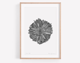 Seed Pod Print | Etsy