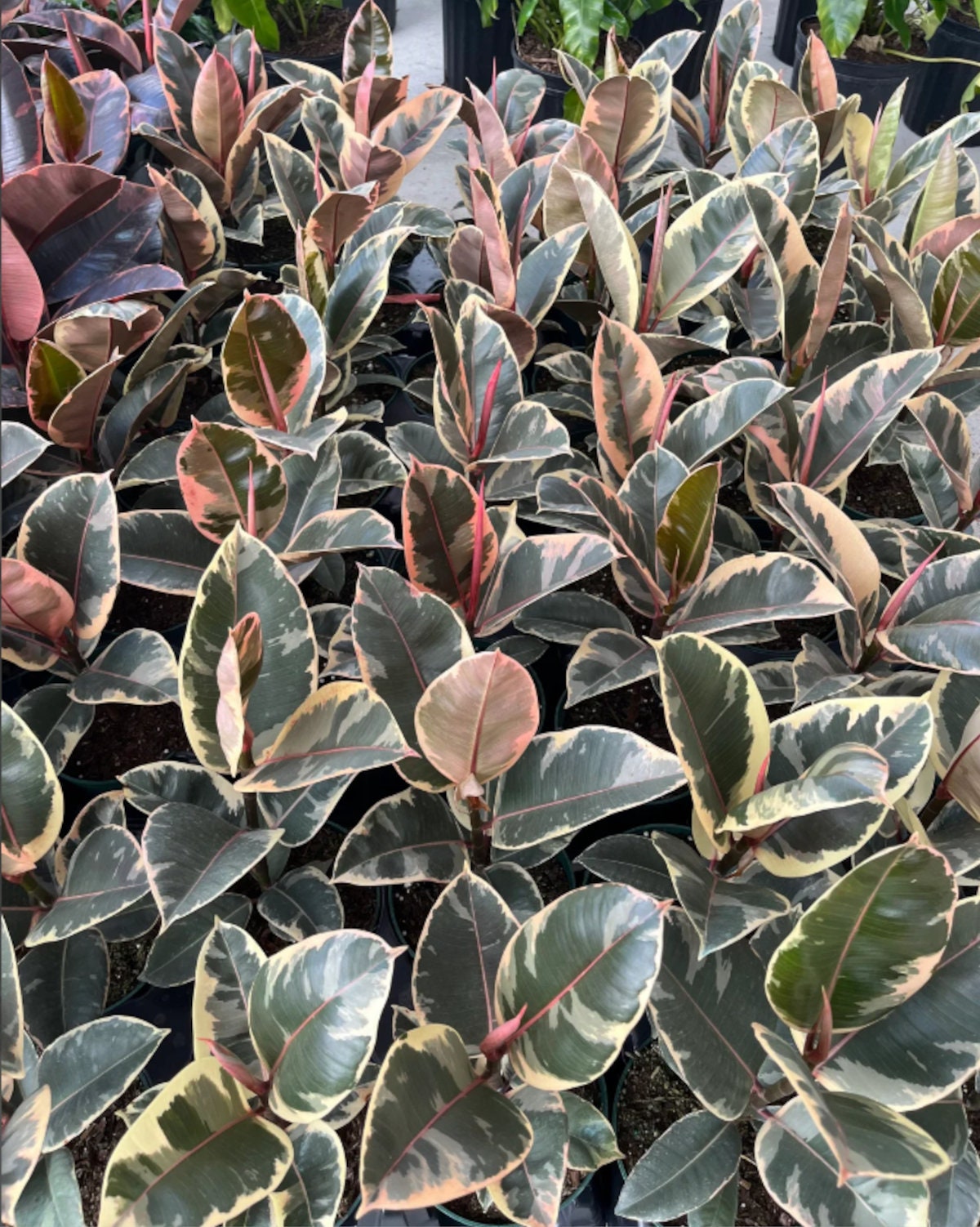 Ficus Tineke Ruby Ficus Elastica Ruby Ficus Pink Belize - Etsy