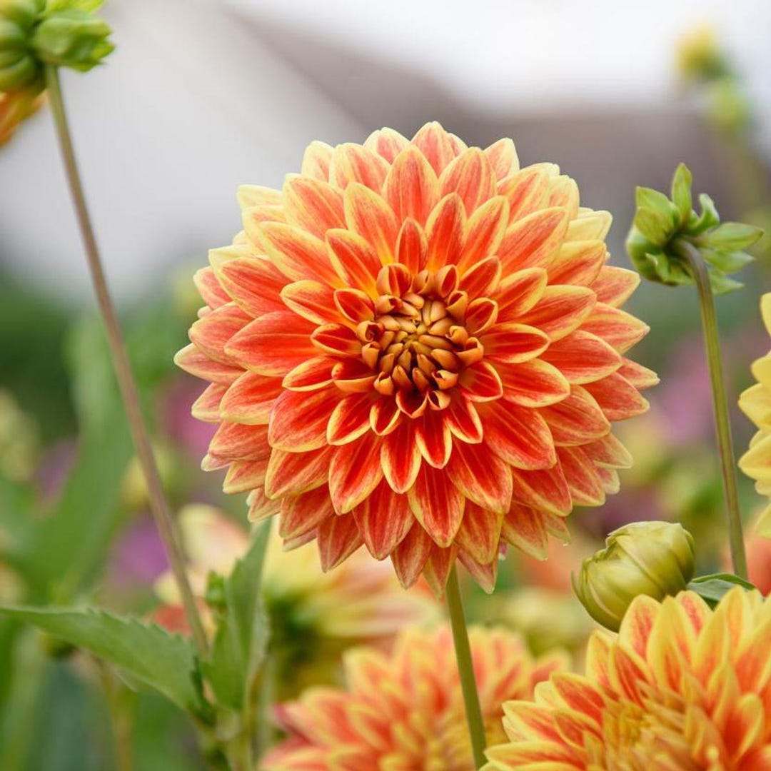 Spring Shipping- Sun Explosion Dahlia Tuber - Etsy