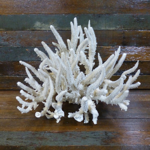 Large White Coral - Etsy