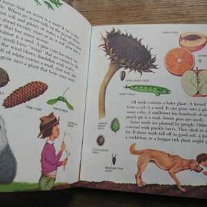 Did You Know Vintage Kid's Paperback Book, Random House Pictureback - Etsy