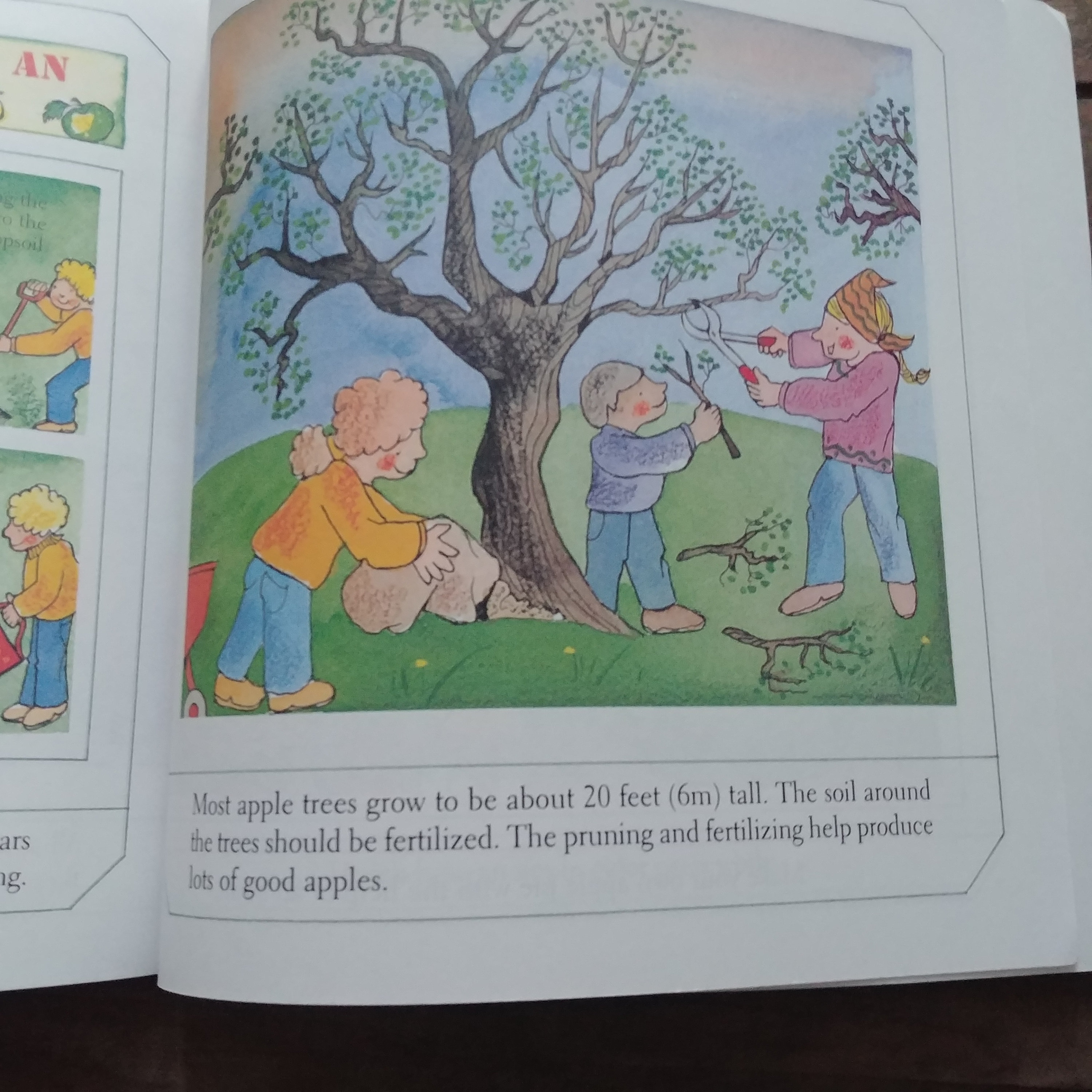 Apples by Gail Gibbons Kid's Paperback Book Scholastic - Etsy UK