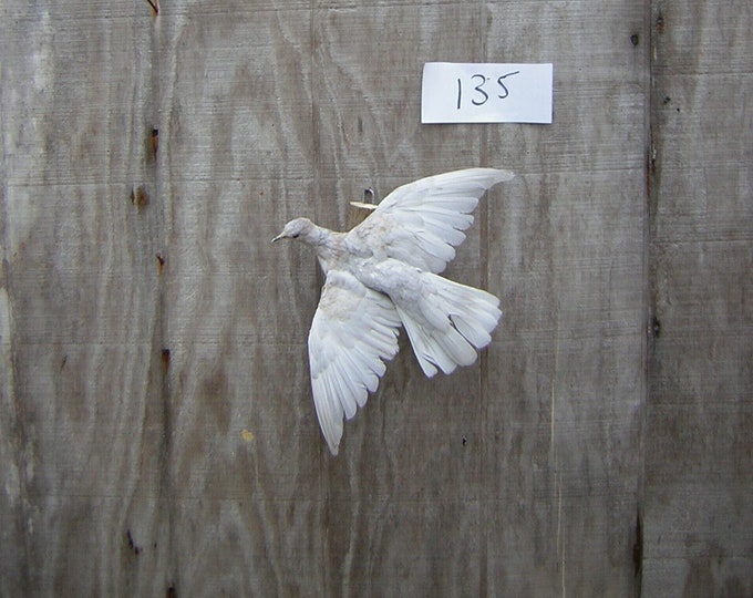 White Ringneck Dove - Flying Left - Mount - Bird - Taxidermy - Etsy