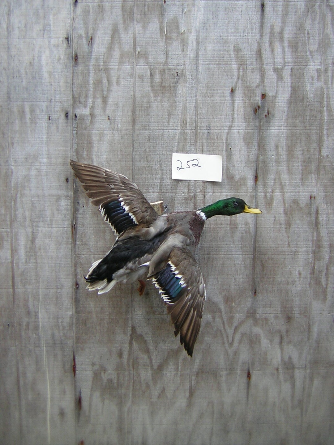 Mallard Drake Duck Flying Right Captive Bred Mount Taxidermy - Etsy