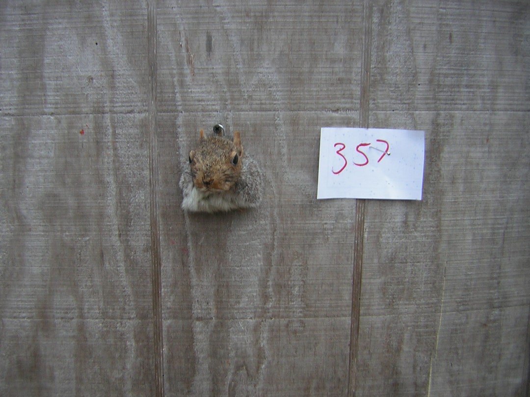 Gray Squirrel Shoulder Mount Gift Mount Taxidermy - Etsy