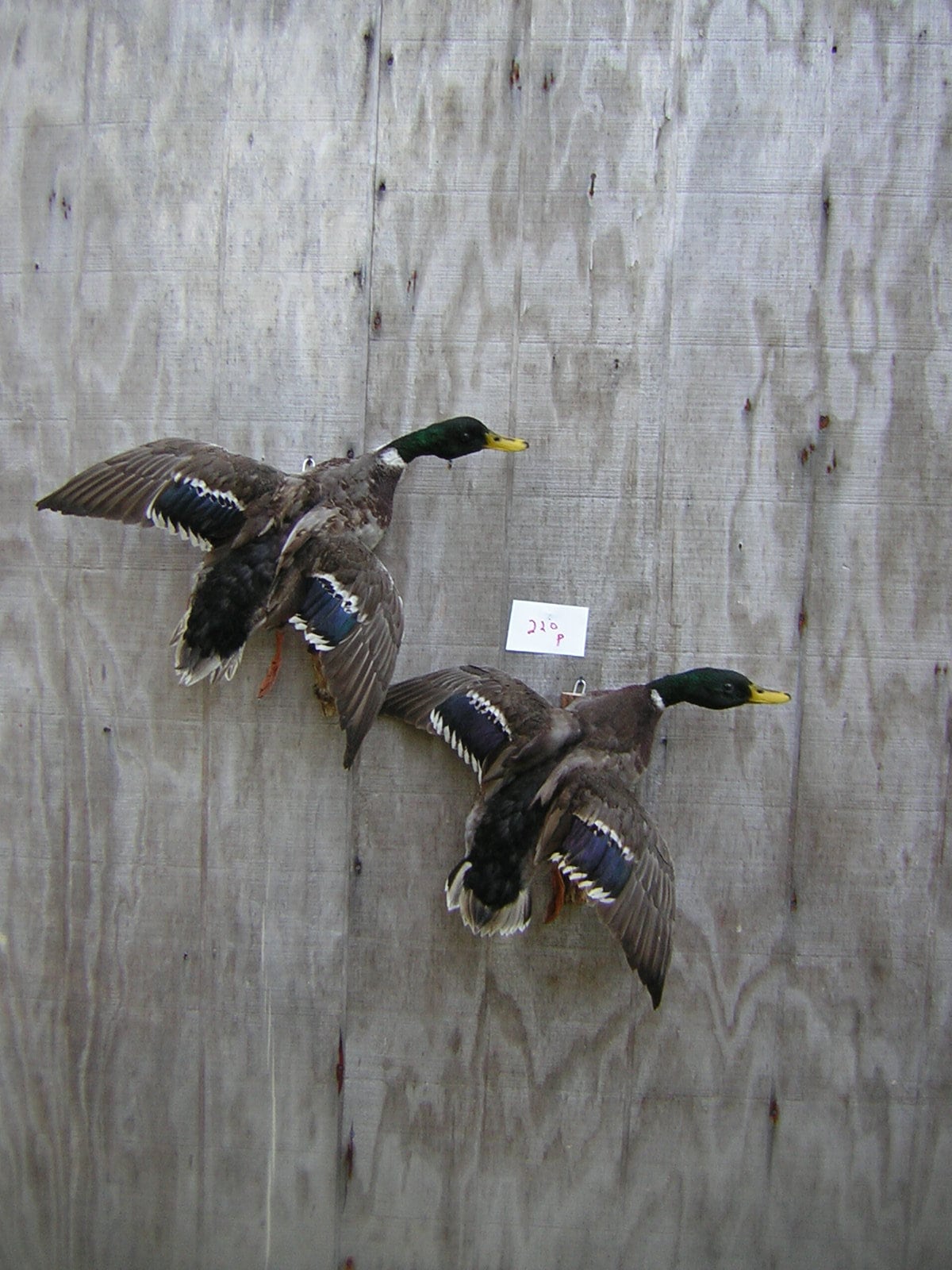Pair Of Mallard Duck Mounts