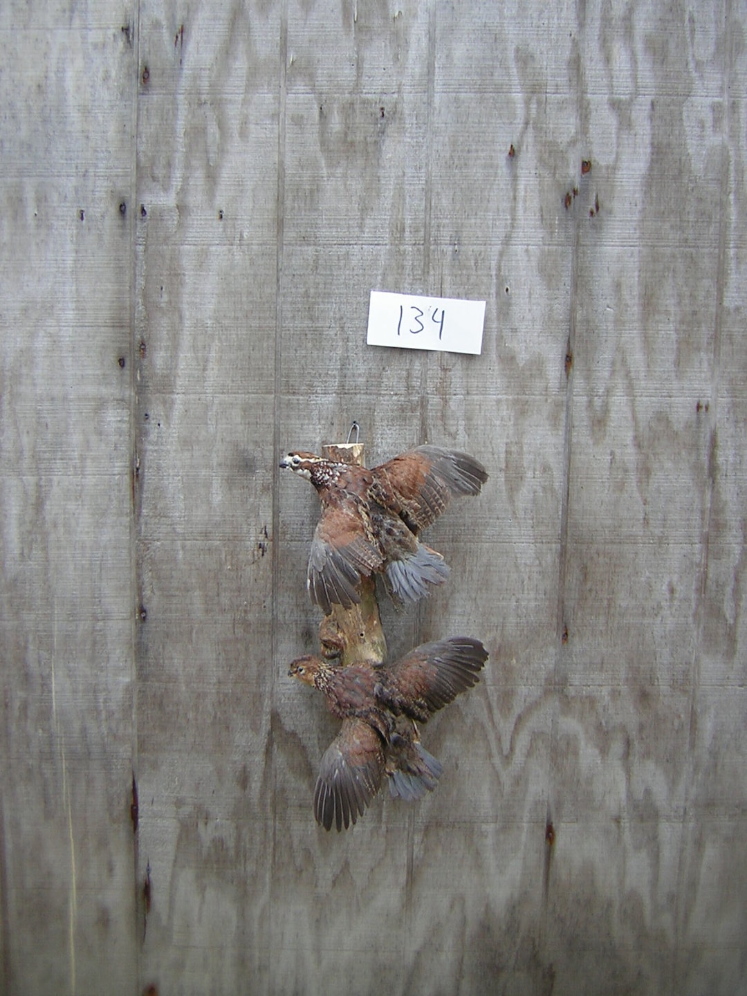 Pair of Bobwhite Quail Flying Left Mount Taxidermy - Etsy