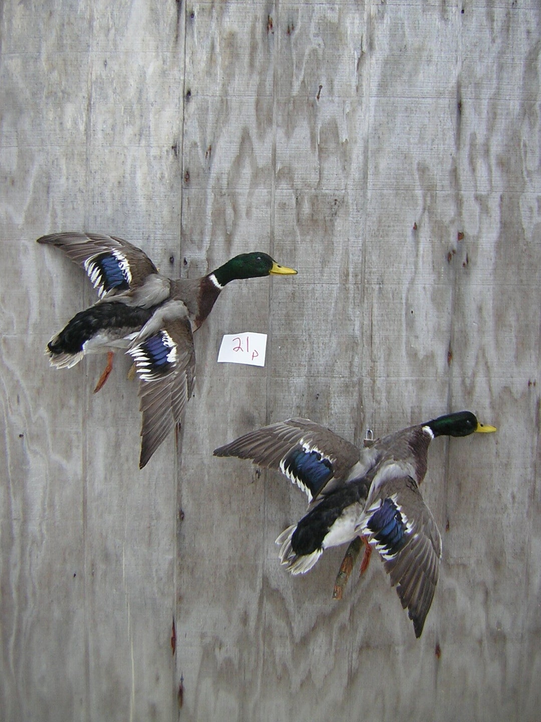 Pair of Mallard Drakes Ducks Flying Right Captive Bred Mount Taxidermy ...