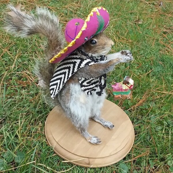 Taxidermy Squirrel - Etsy