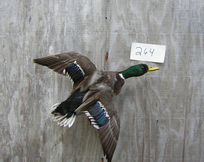 Mallard Drake Duck Flying Right Captive Bred Mount Taxidermy - Etsy
