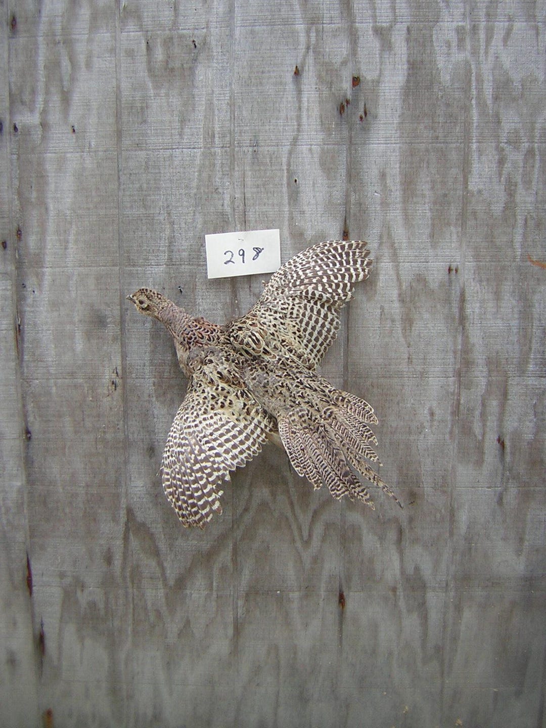 Ringneck Pheasant Hen Flying Left Mount Taxidermy - Etsy