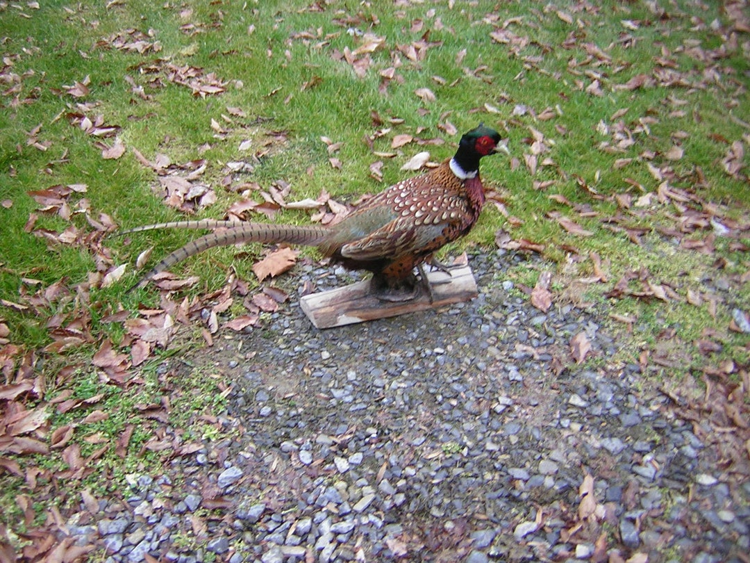 Ringneck Rooster Pheasant Standing Mount Taxidermy - Etsy