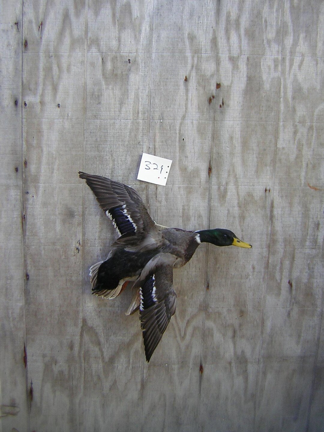 Mallard Drake Duck Flying Right Captive Bred Mount Taxidermy - Etsy