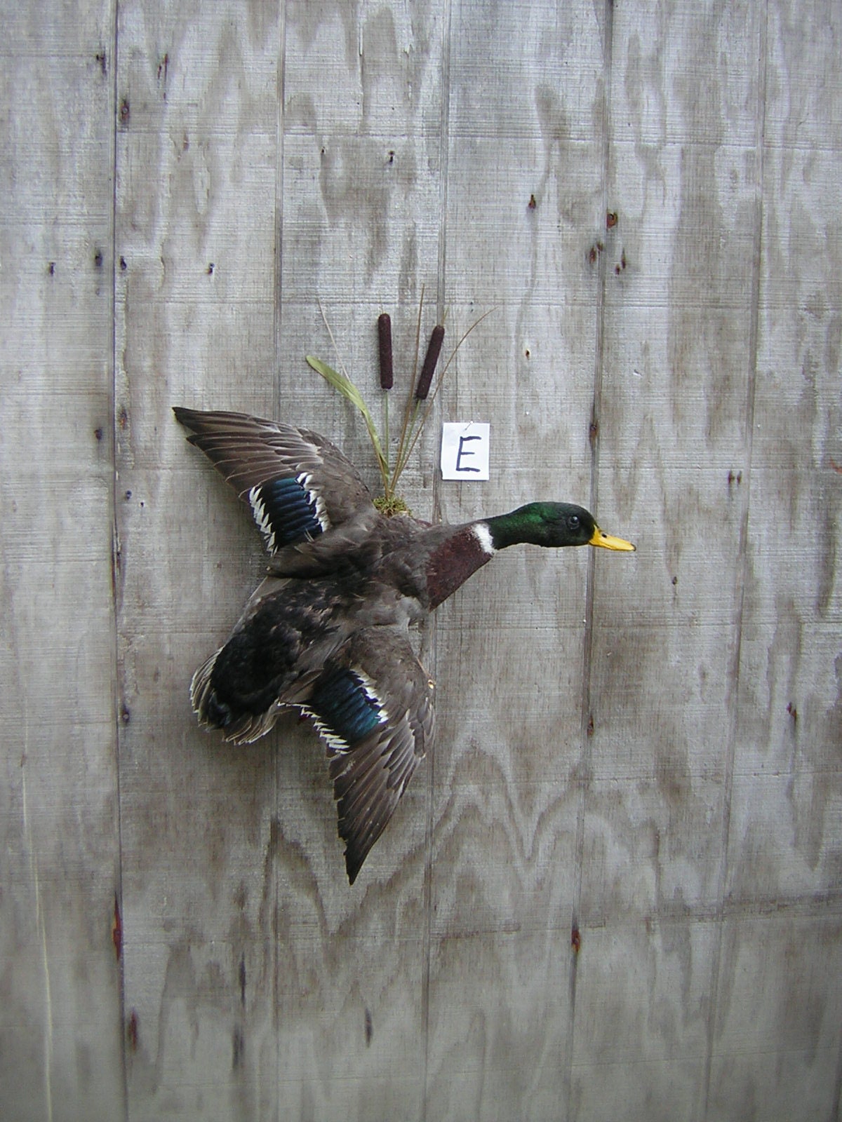 Mallard Wall Mounts