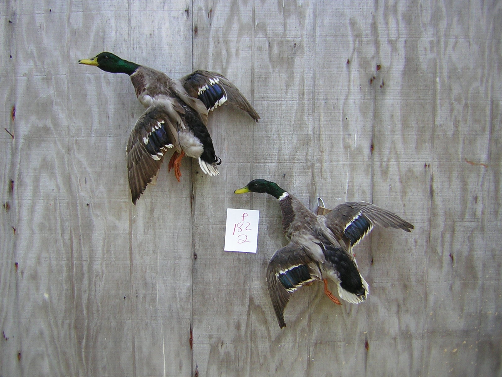 Mallard Duck Mounts Landing