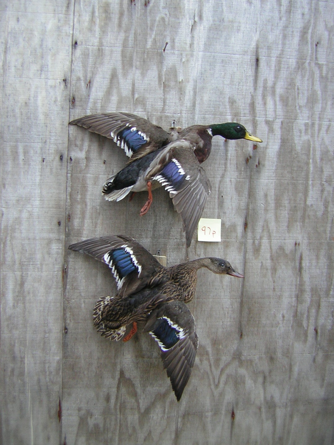 Pair of Mallards Drake and Hen Ducks Flying Right Captive Bred Mount ...