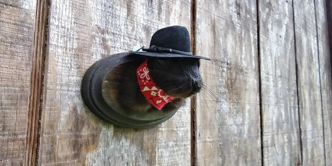 Cowboy Black Squirrel Shoulder Mount Outlaw Gift Holiday Mount ...