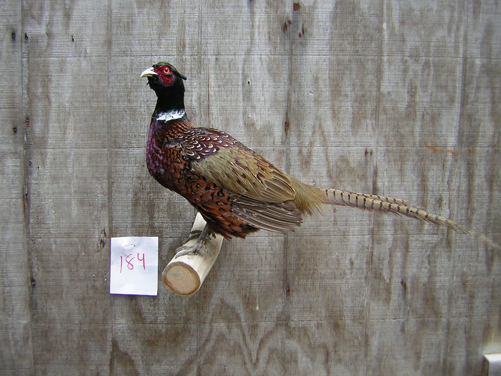 Ringneck Pheasant Mounts