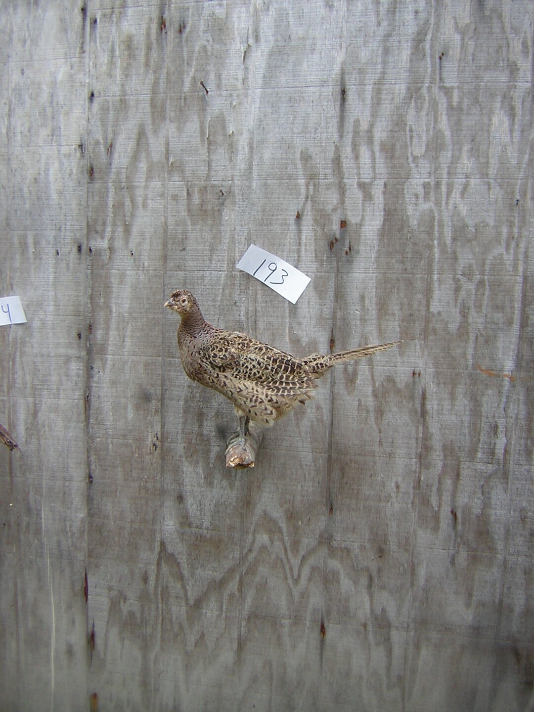 Ringneck Hen Pheasant Standing Mount Taxidermy - Etsy