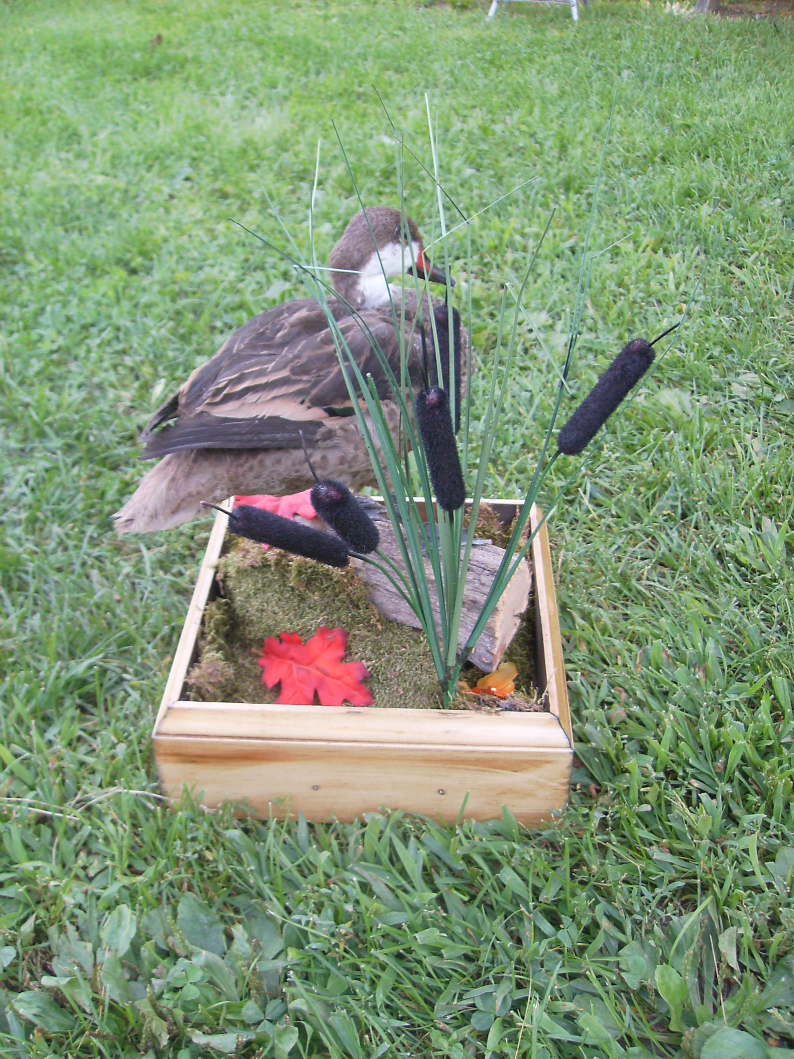 Bahama Pintail Duck Standing Captive Bred Mount | Etsy