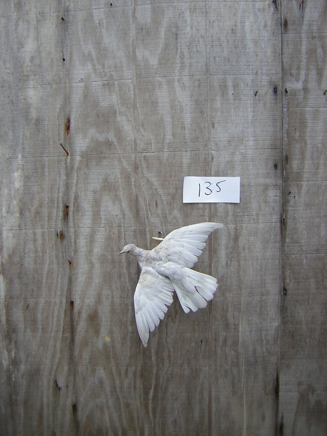 White Ringneck Dove Flying Left Mount Bird Taxidermy - Etsy