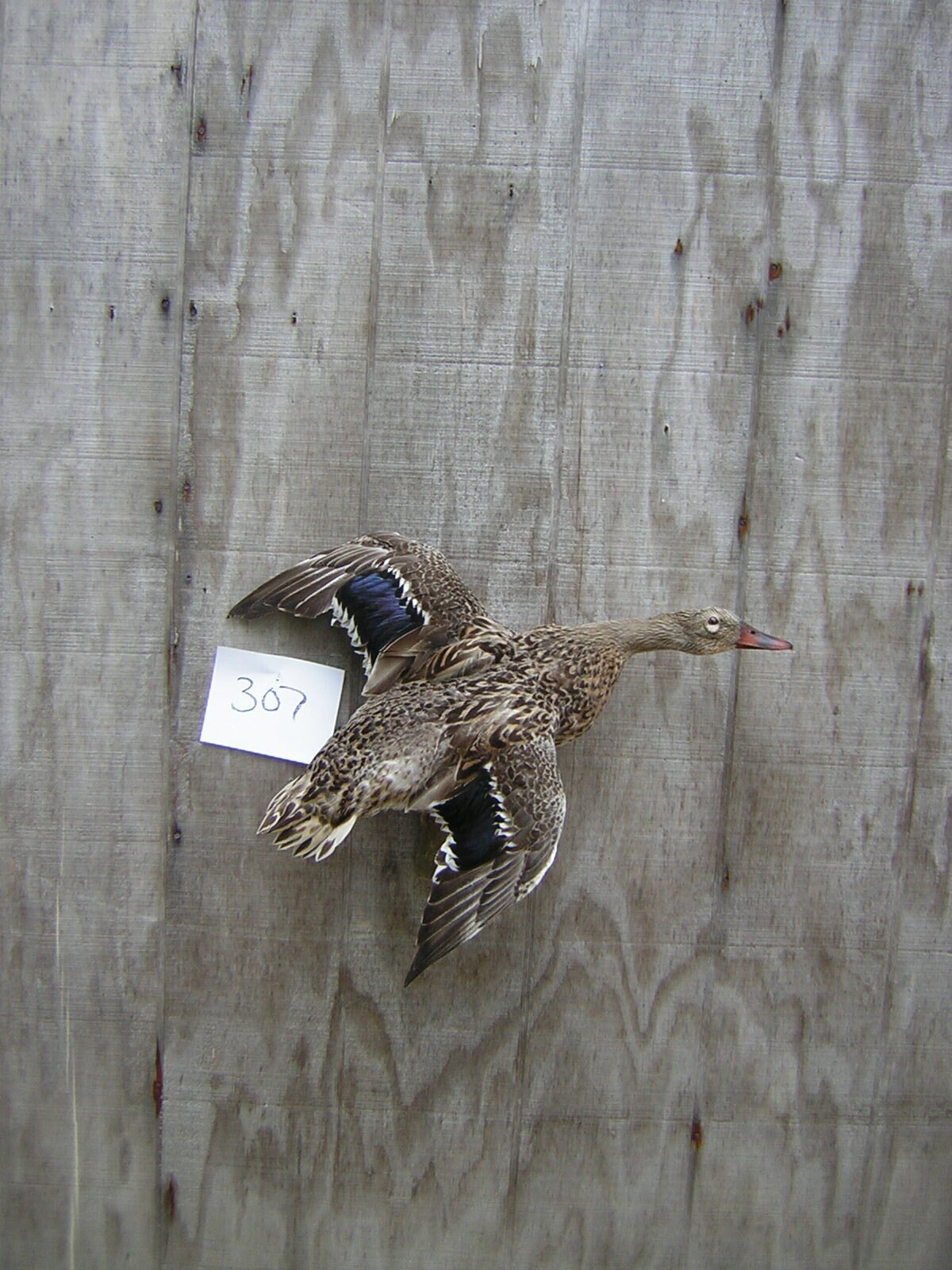 Hen Wood Duck Mounts