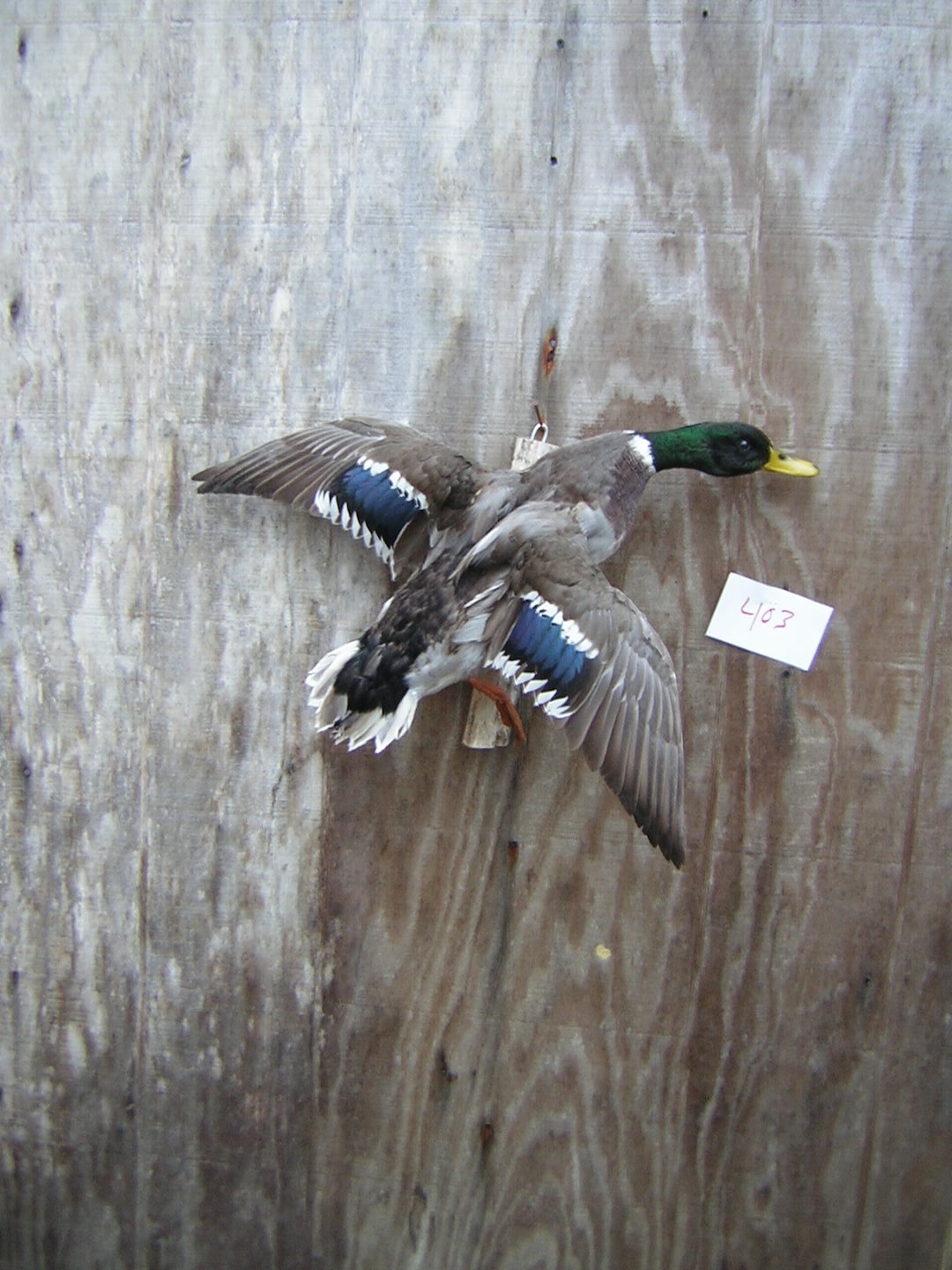 Mallard Drake Duck Flying Right Captive Bred Mount Taxidermy - Etsy