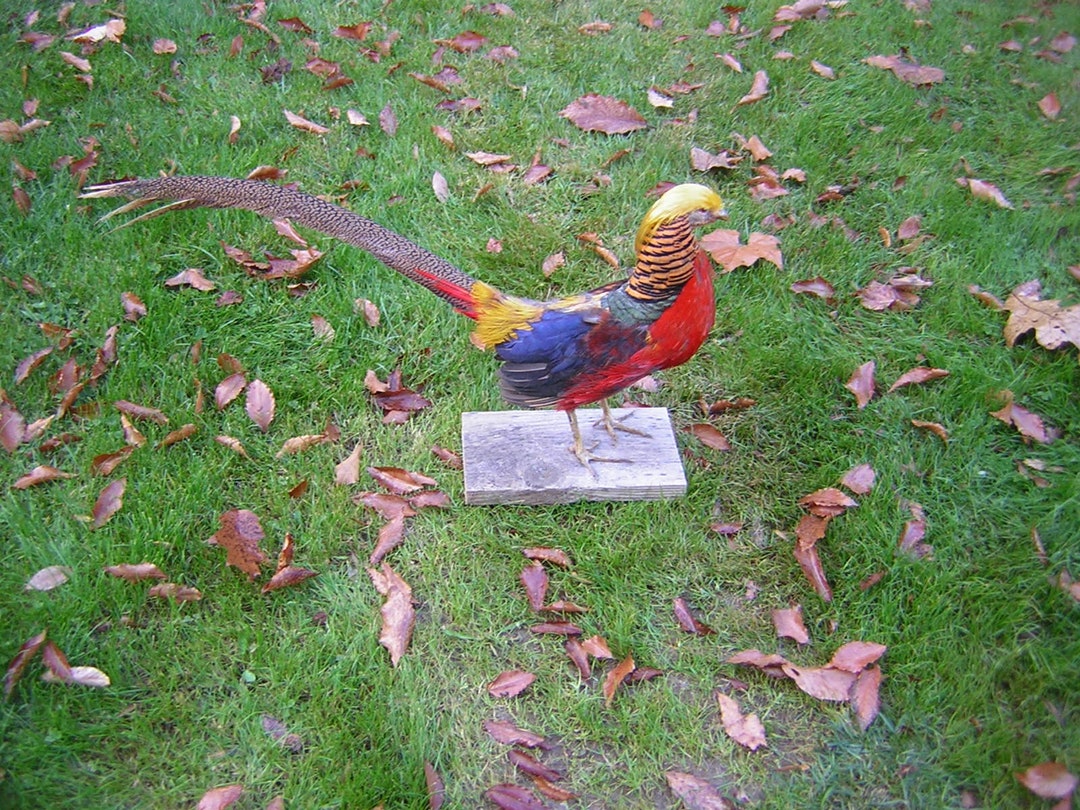 Ornamental Red Golden Rooster Pheasant Standing Mount Taxidermy - Etsy