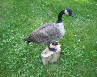 Goose Taxidermy - Etsy